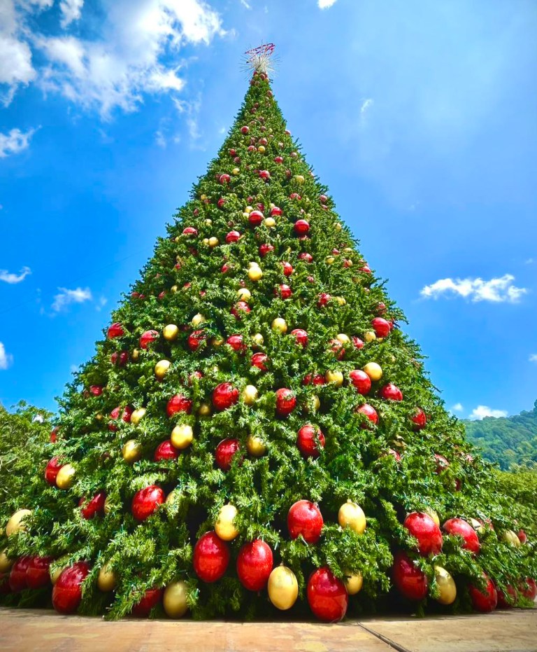 Antigua se ilumina, el Árbol Gallo marcará el inicio de la Navidad con ...